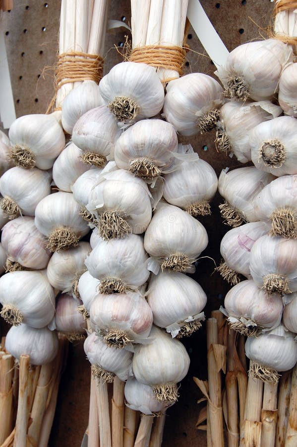 Garlic stock image. Image of biotic, onion, clove, allium - 25906665
