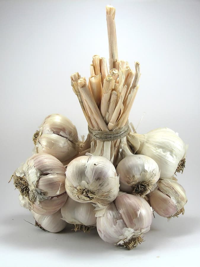 Garlic stock photo. Image of backdrop, currency, freshness - 3251666