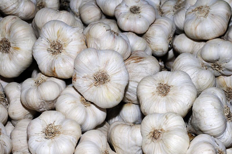 Garlic, Softneck Garlic, Hardneck Garlic, Softneck Garlic, Rocambole ...