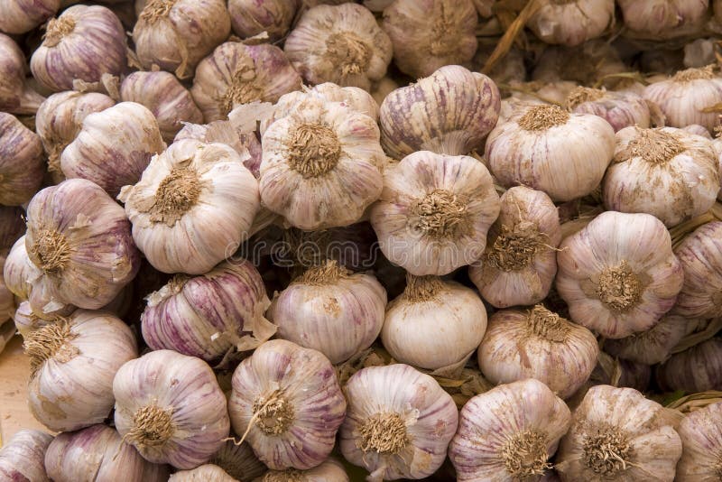 Garlic strand stock image. Image of basket, plant, italian - 55595601