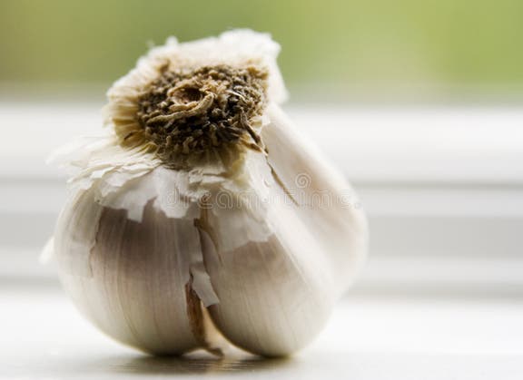 Garlic stock image. Image of garlic, garden, sill, clove - 776593