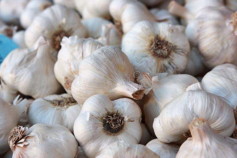 Garlic stock image. Image of flavor, lots, health, bulb - 8508003