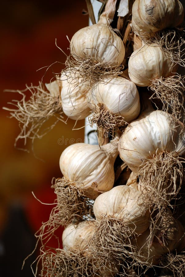 Garlic stock photo. Image of natural, vegetable, white - 8555972