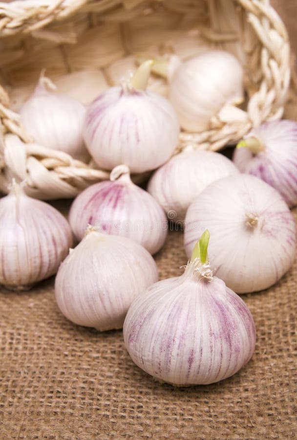 Garlic stock photo. Image of organic, garlic, green, spiciness - 8816948