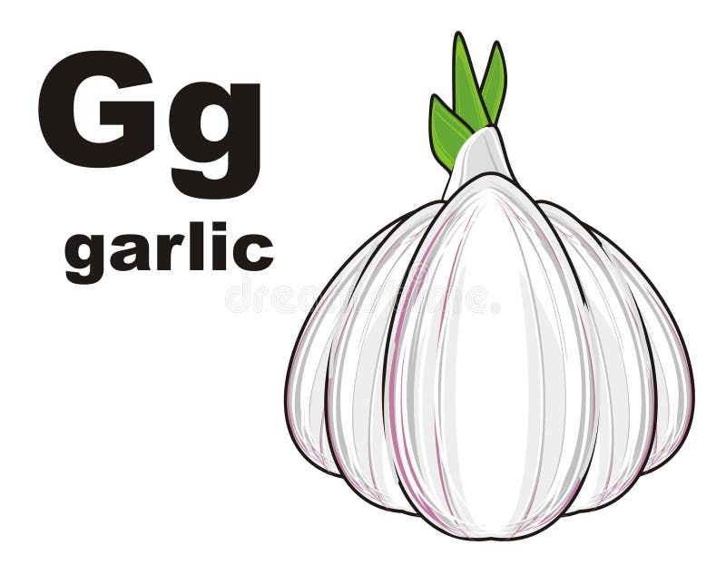 Garlic Abc Stock Illustrations – 64 Garlic Abc Stock Illustrations ...