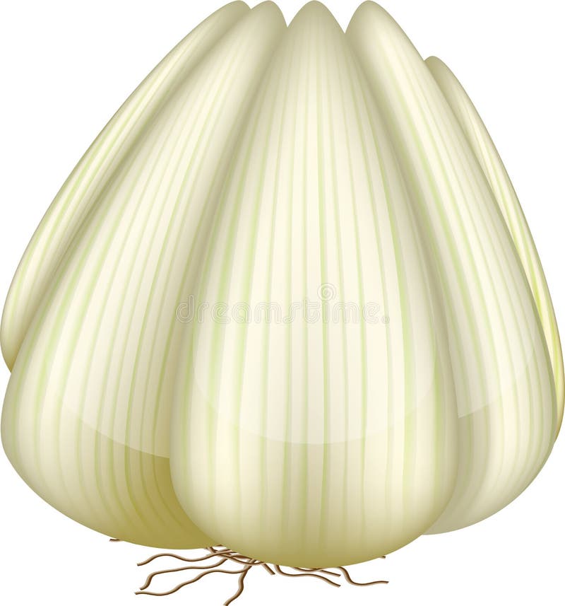 Garlic stock vector. Illustration of vector, vegetarian - 50034207