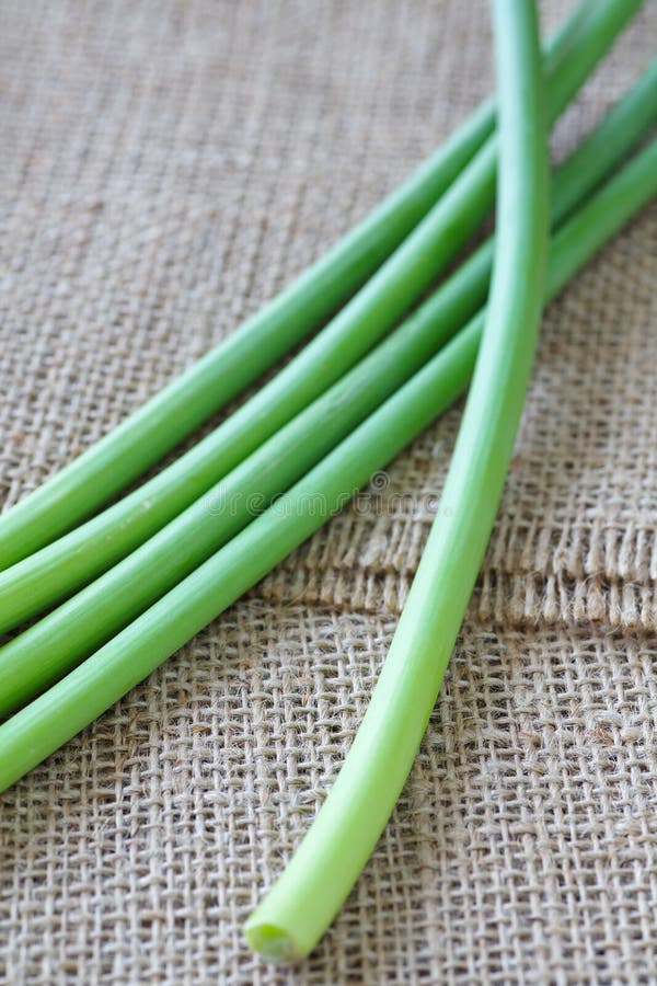 Garlic allium or leek stock photo. Image of herb, healthy - 43830284