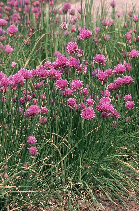 GARLIC allium sativum stock image. Image of agriculture - 194420945