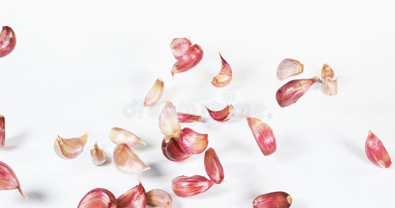 Garlic, Allium Savitum, Falling Against White Background Stock Photo ...