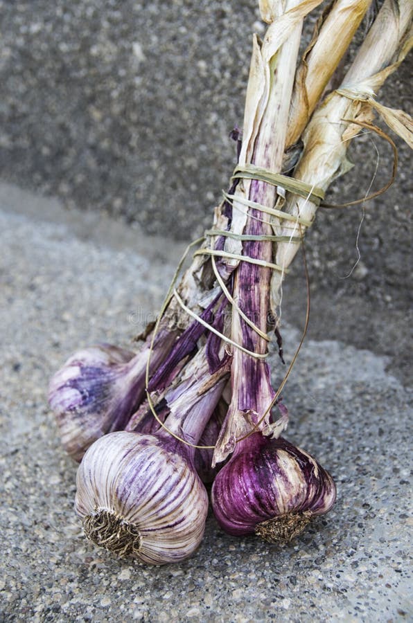 Garlic stock image. Image of vegetable, harvest, plant - 31411491