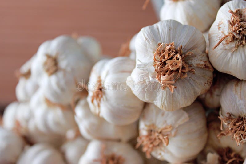 Garlic stock photo. Image of thaispices, fresh, garlic - 56839592