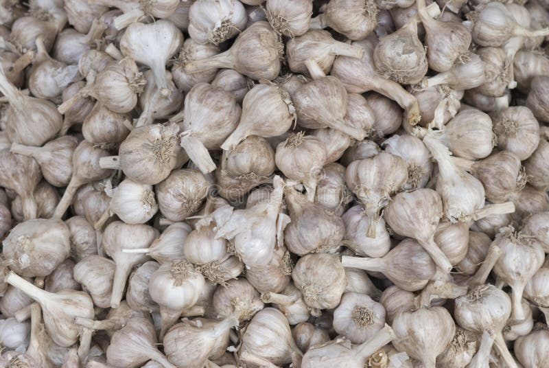 Garlic background stock photo. Image of spice, abstract - 5566258