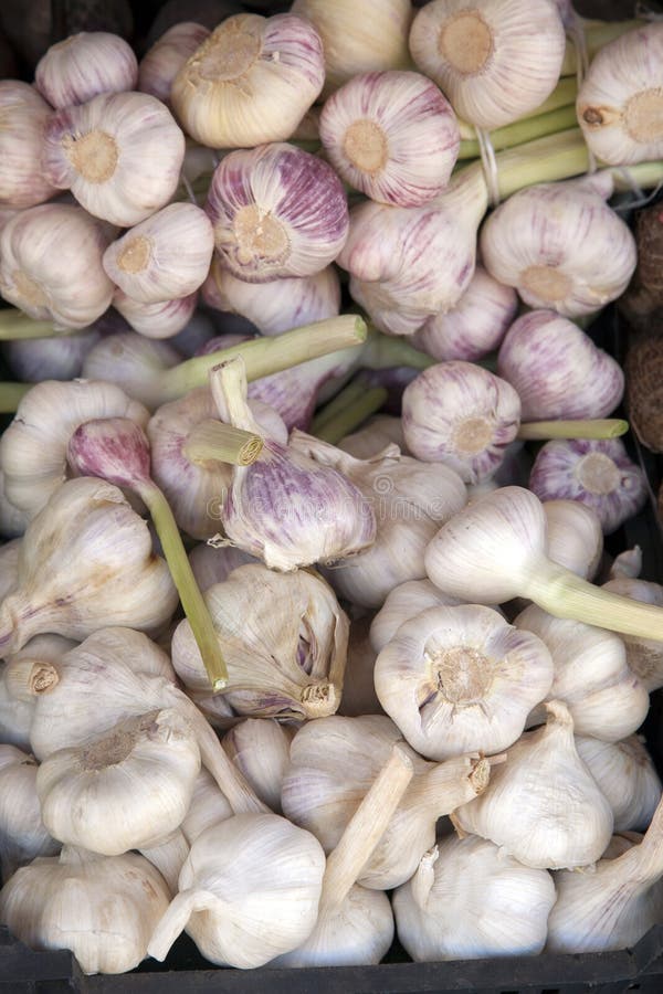 Garlic Background stock image. Image of garlic, health - 88128857