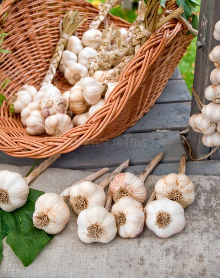 Garlic basket still life stock photo. Image of cultivated - 10790766