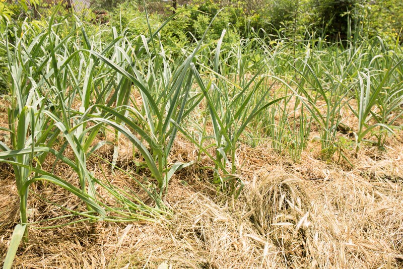 Garlic in a Bed Mulched with Hay, a Permaculture Method of Growing ...