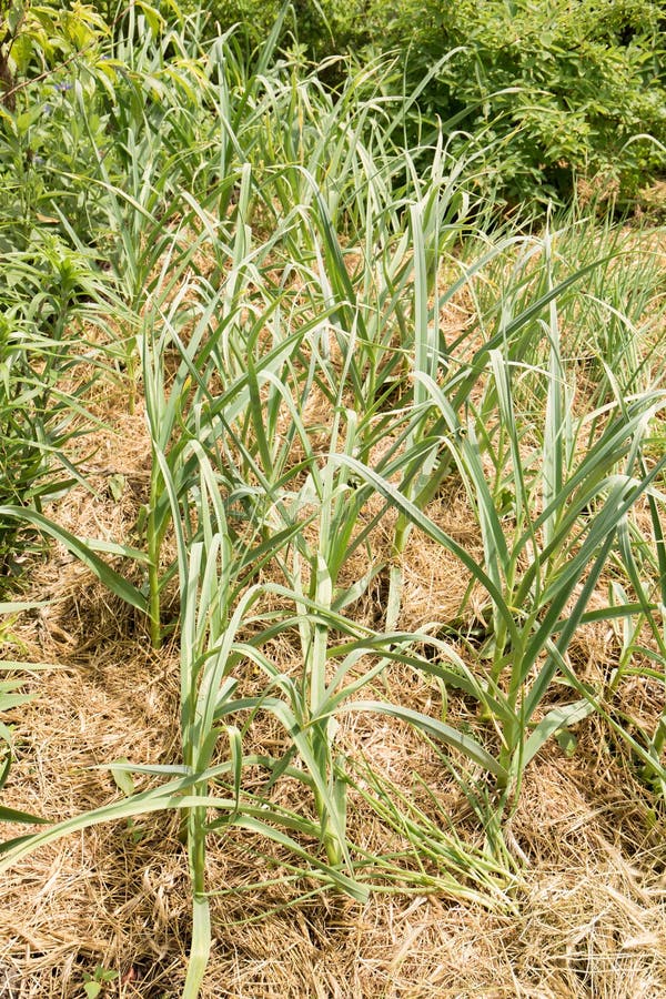 Garlic in a Bed Mulched with Hay Stock Image - Image of growing, home ...