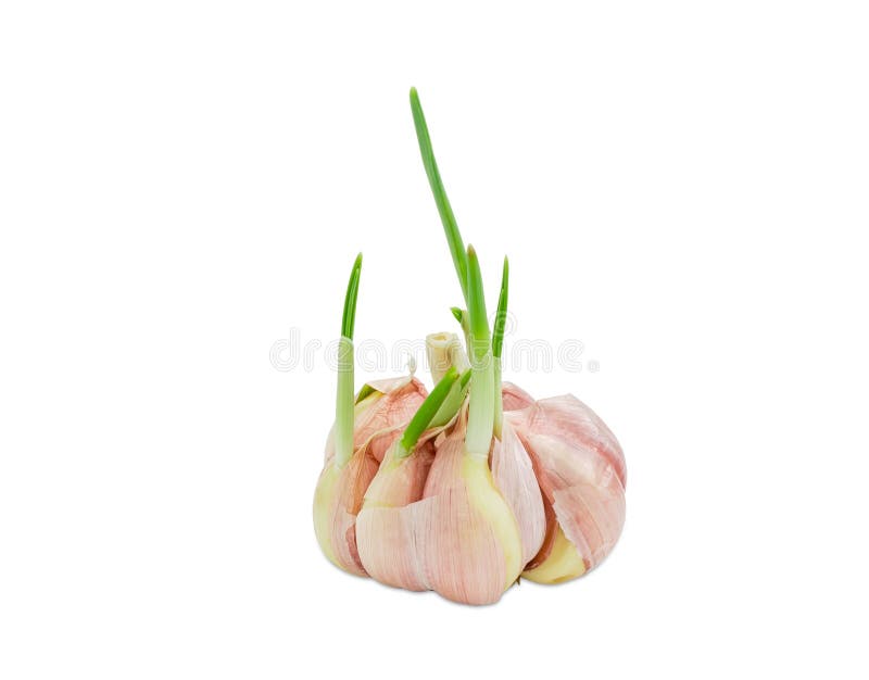 Garlic Beginning To Sprout Closeup on a Light Background Stock Image ...