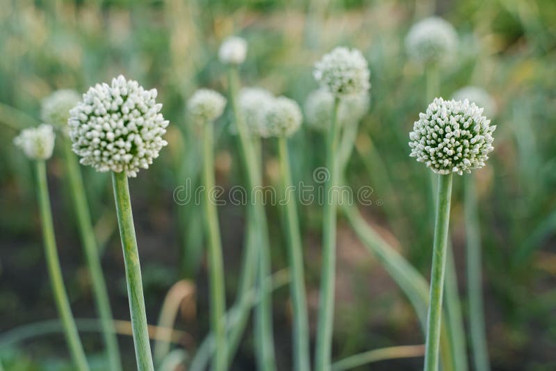 Garlic Blooms in the Garden in Summer Stock Photo - Image of beauty ...