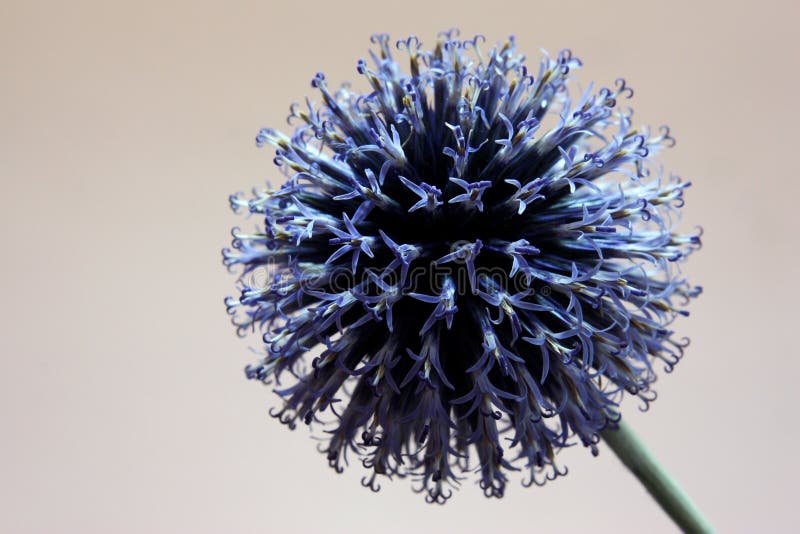 Garlic blossom stock photo. Image of natural, flower - 42187118