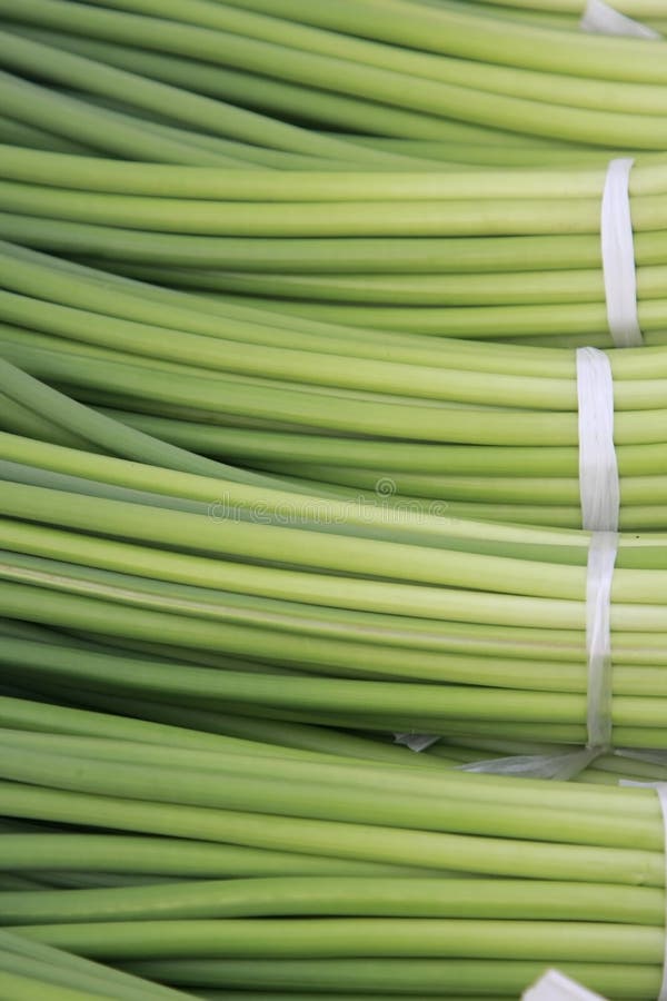 Garlic bolt stock image. Image of agriculture, chives - 13054745
