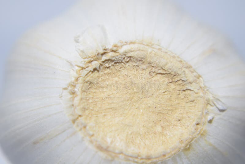 Garlic bottom close up 1 stock photo. Image of food - 129068468