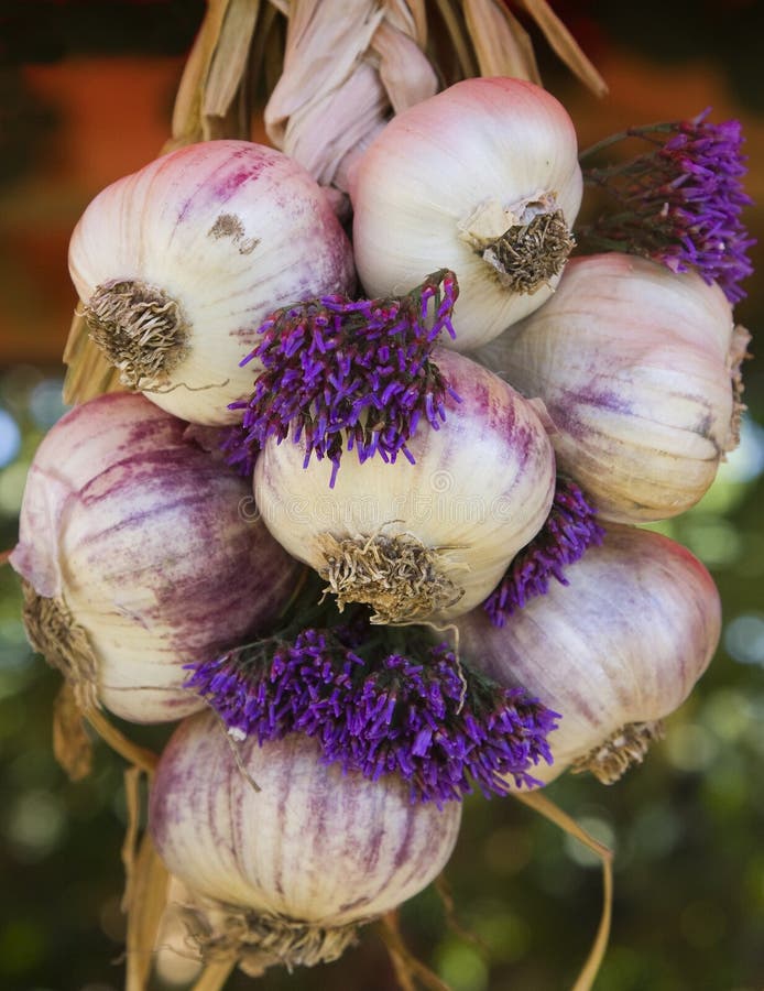 Garlic Braid stock photo. Image of vegetable, fresh, flowers - 6723920