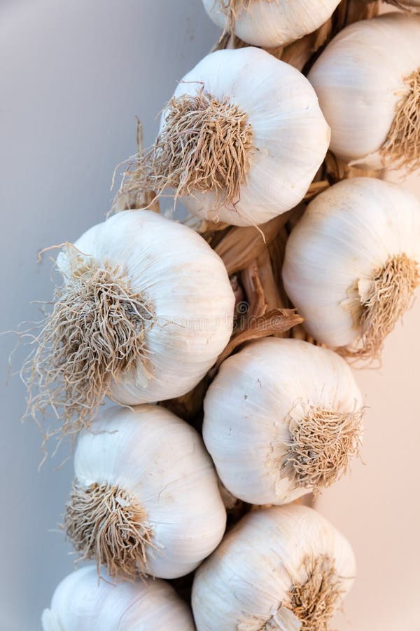 A garlic braid stock image. Image of harvest, horizontal - 83492311