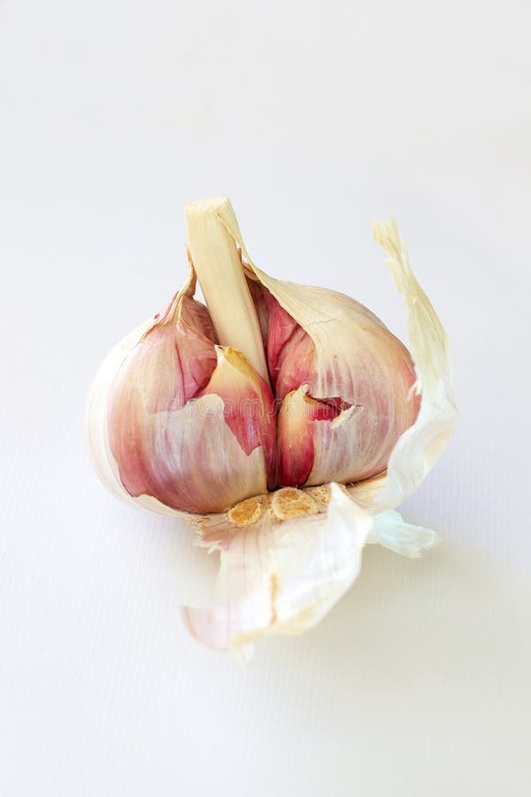 Garlic bulb stock image. Image of garlic, organic, vegetable - 26428269