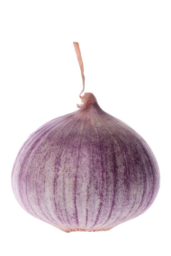 Garlic Bulb stock image. Image of aromatic, bulb, pungent - 6020785