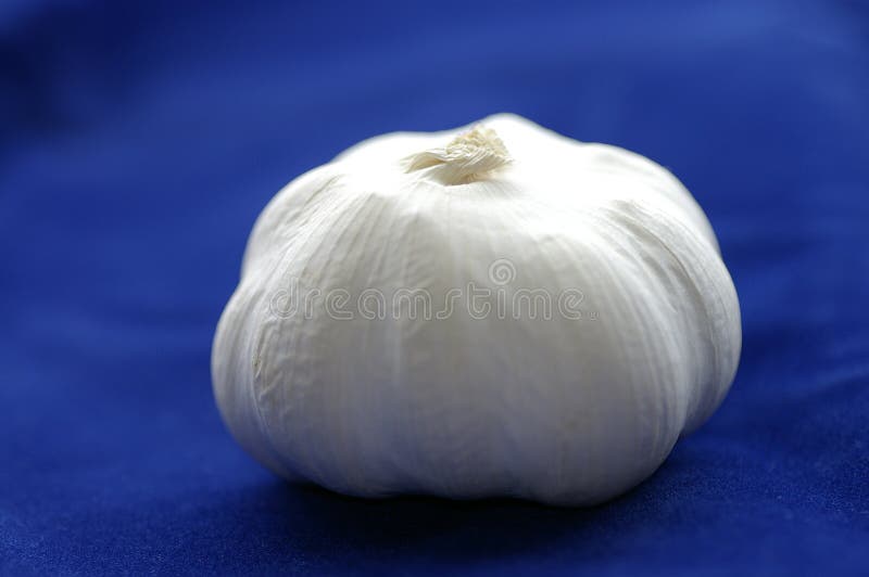 Garlic Bulb - Blue Background Picture. Image: 993533