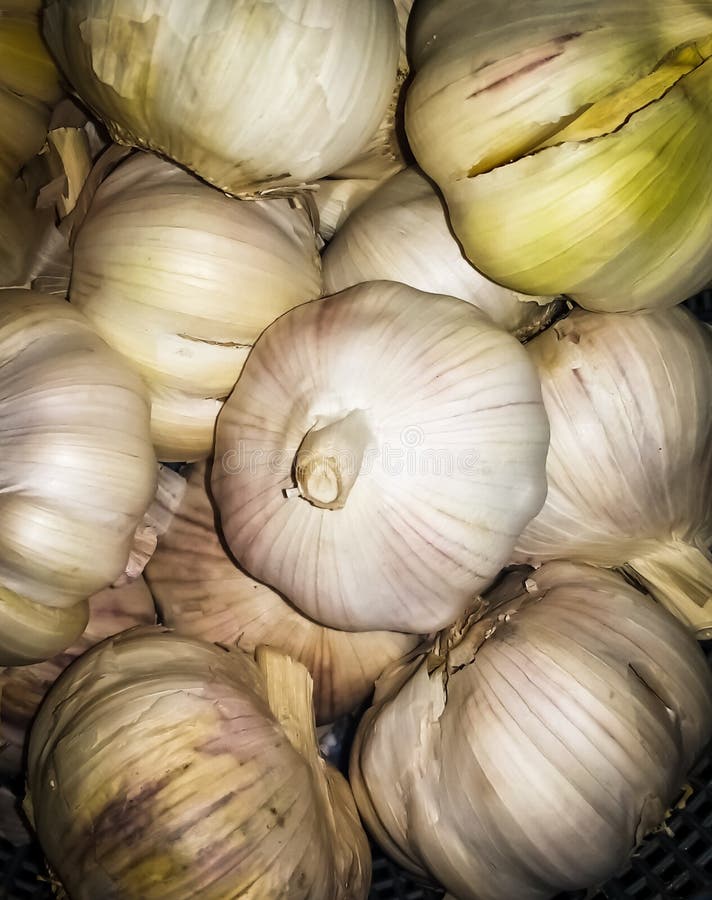 Garlic Bulb. Good for Health Stock Image - Image of garlic, bulp: 209860447