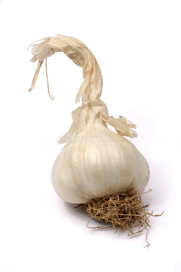 Garlic bulb, isolated stock image. Image of cookbook, cooking - 3090735