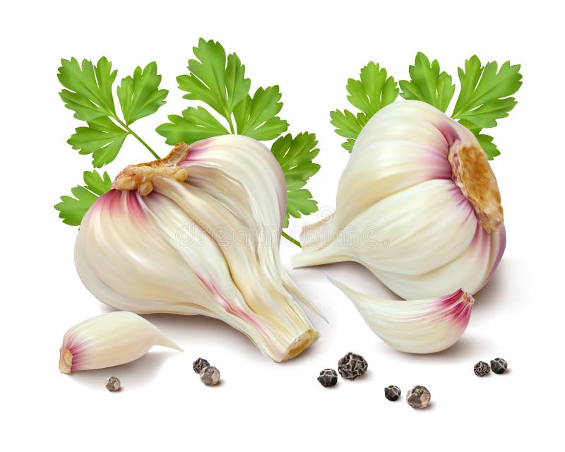 Garlic Bulb. Isolated Vector Stock Vector - Illustration of vegetables ...