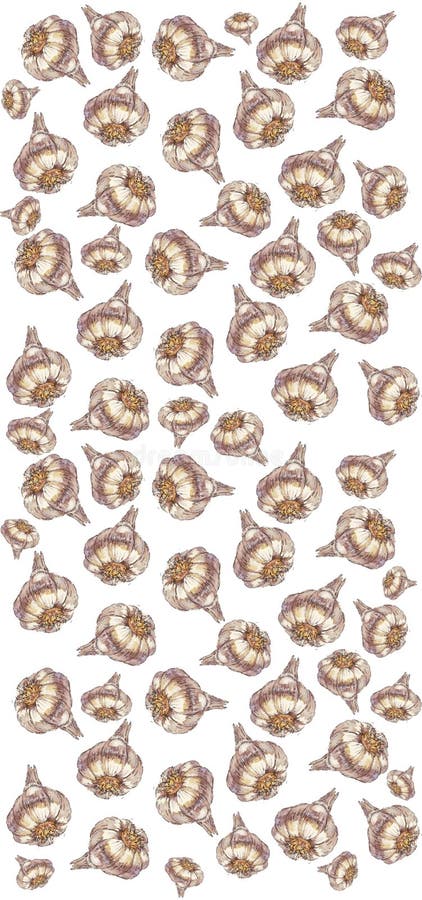 Garlic bulb pattern stock illustration. Illustration of watercolor ...