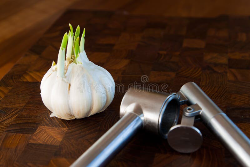 Garlic Bulb and Press on Wooden Surface Stock Photo - Image of growing ...