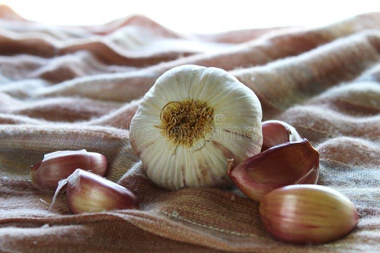 Garlic Bulb on the Rustic Fabric with Window Light in the Back Stock ...