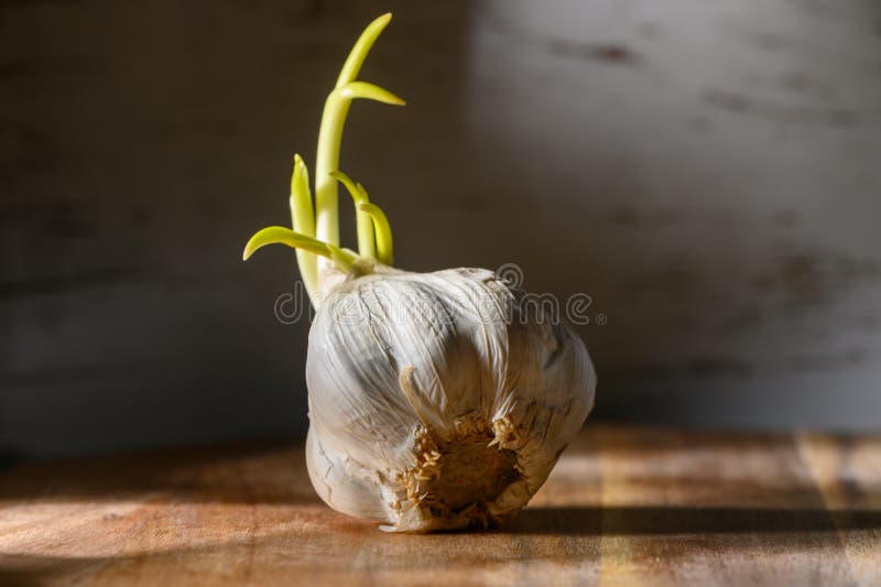 Sprouting garlic bulb stock image. Image of bulb, sprout - 237410687