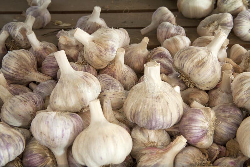 Garlic Bulbs. stock photo. Image of fresh, garlic, bulb - 16256866
