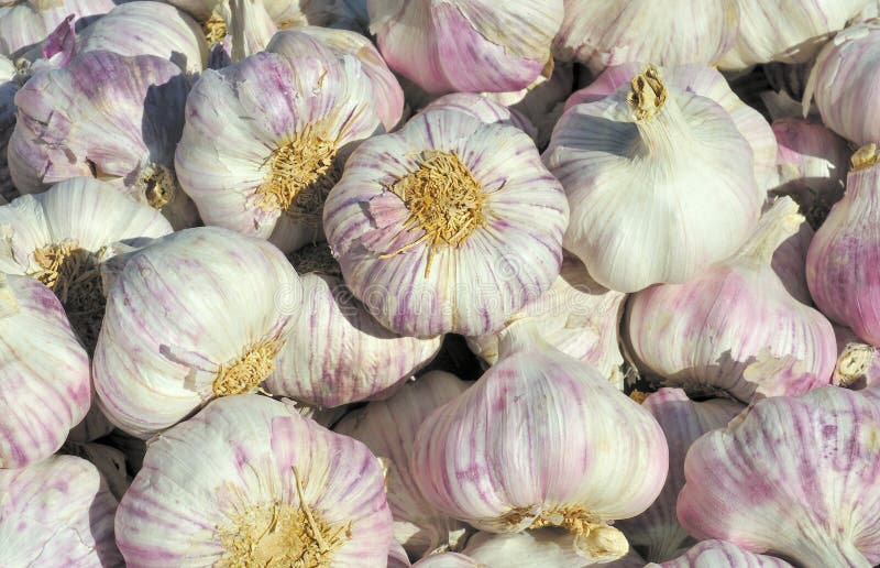 Garlic bulbs stock image. Image of clove, spice, high - 1305115