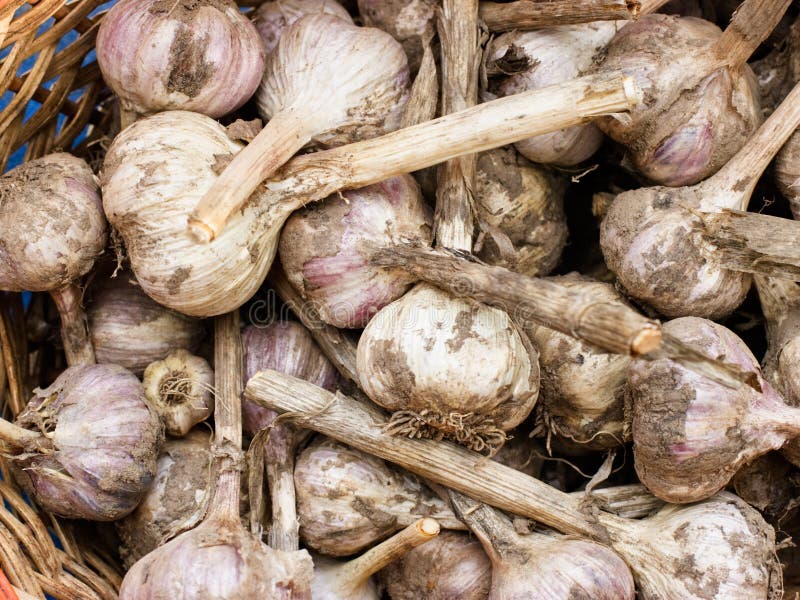 Garlic bulbs stock image. Image of container, culture - 6634957