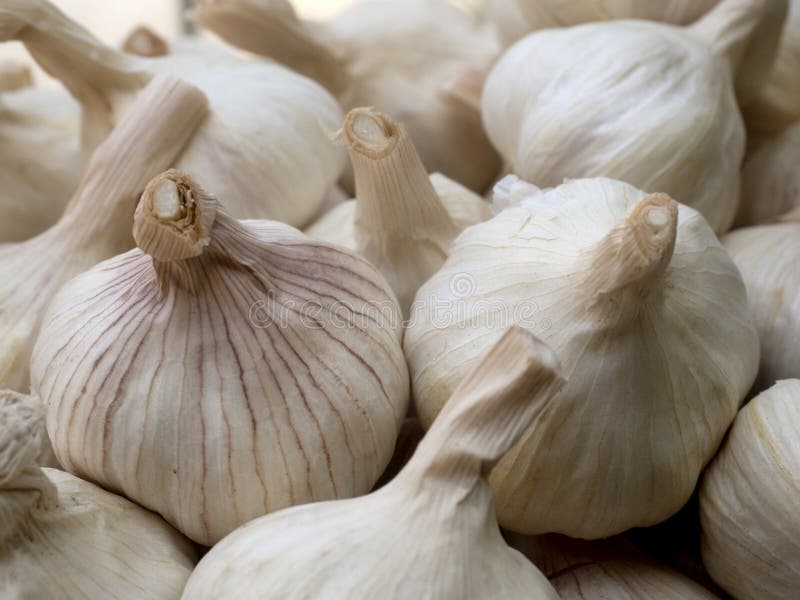 Garlic bulbs stock photo. Image of spicy, bulb, healthy - 49430250