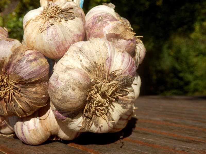 Garlic Bulbs stock image. Image of organic, root, plant - 44792809