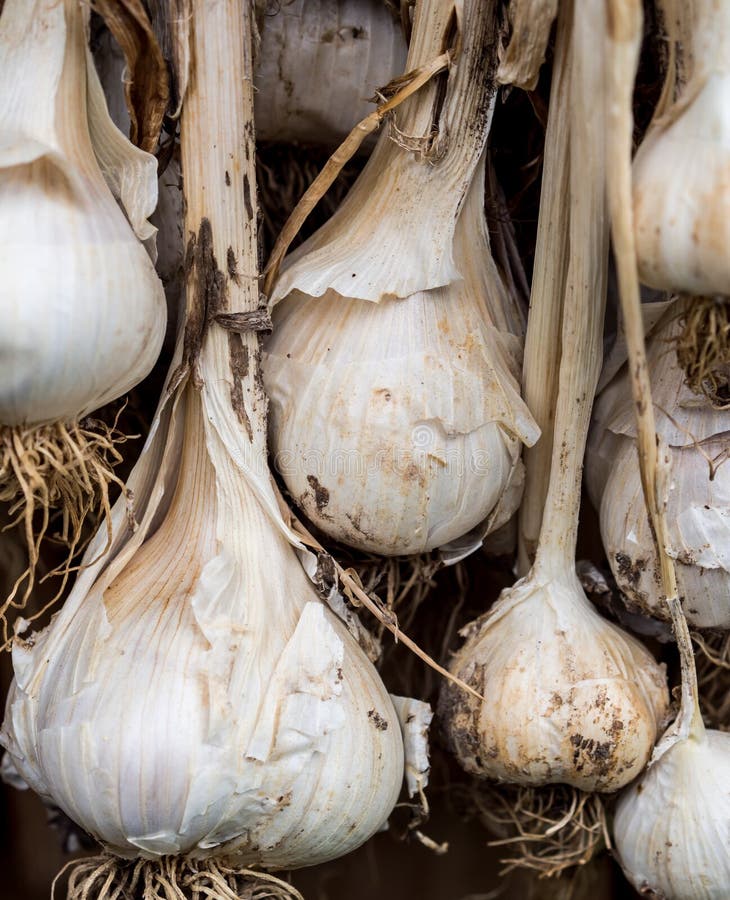 Garlic bulbs drying stock image. Image of bulb, food - 26149863