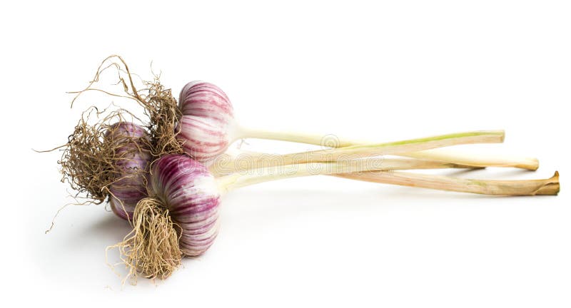 Garlic Bulbs with Stem and Root Isolated on White Stock Photo - Image ...