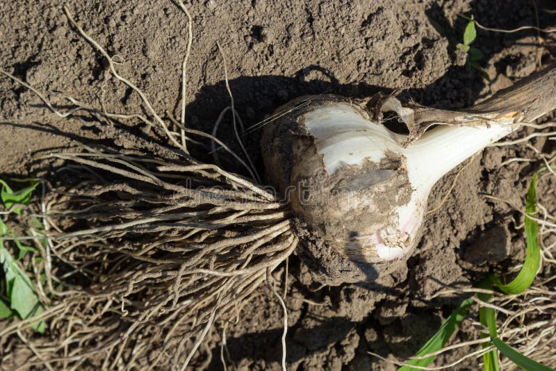 Garlic: Bunch of Fresh Garlic Harvest on Soil Ground. Freshly Dug Heads ...