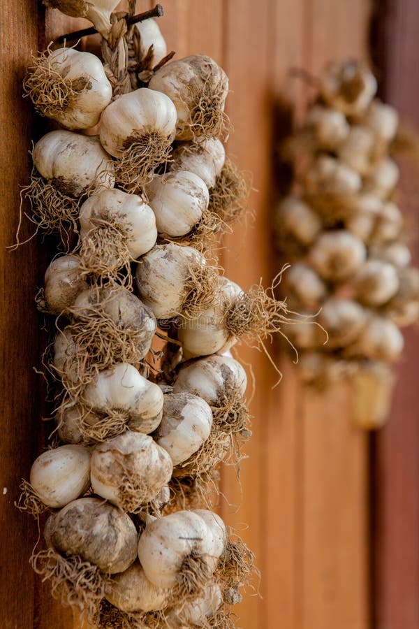 Garlic Bunch: Garlic Was Ready To Use in a Group of Bunch Stock Image ...