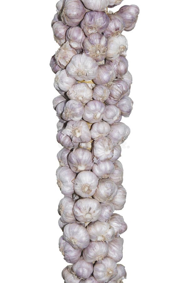 Allium Sativum, the Scientific Name of the Flower of the Garlic Stock ...