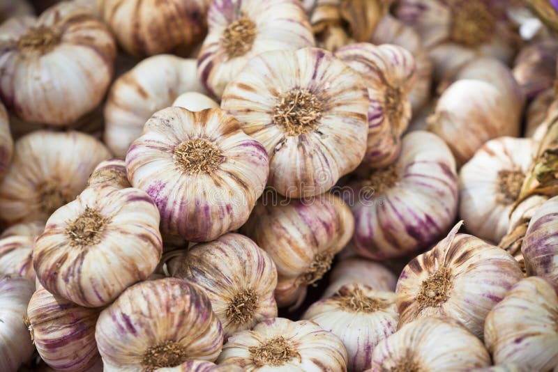 Garlic bunches in a market stock image. Image of natural - 44399877