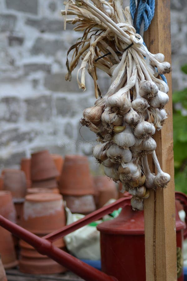Garlic bundle stock photo. Image of hanging, medical - 95882524