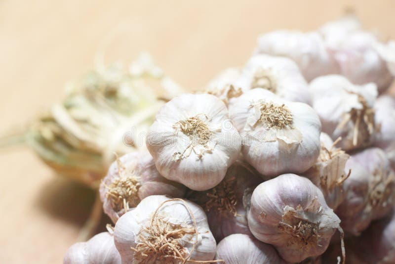 Garlic bundle stock image. Image of gourmet, vegetable - 10602701